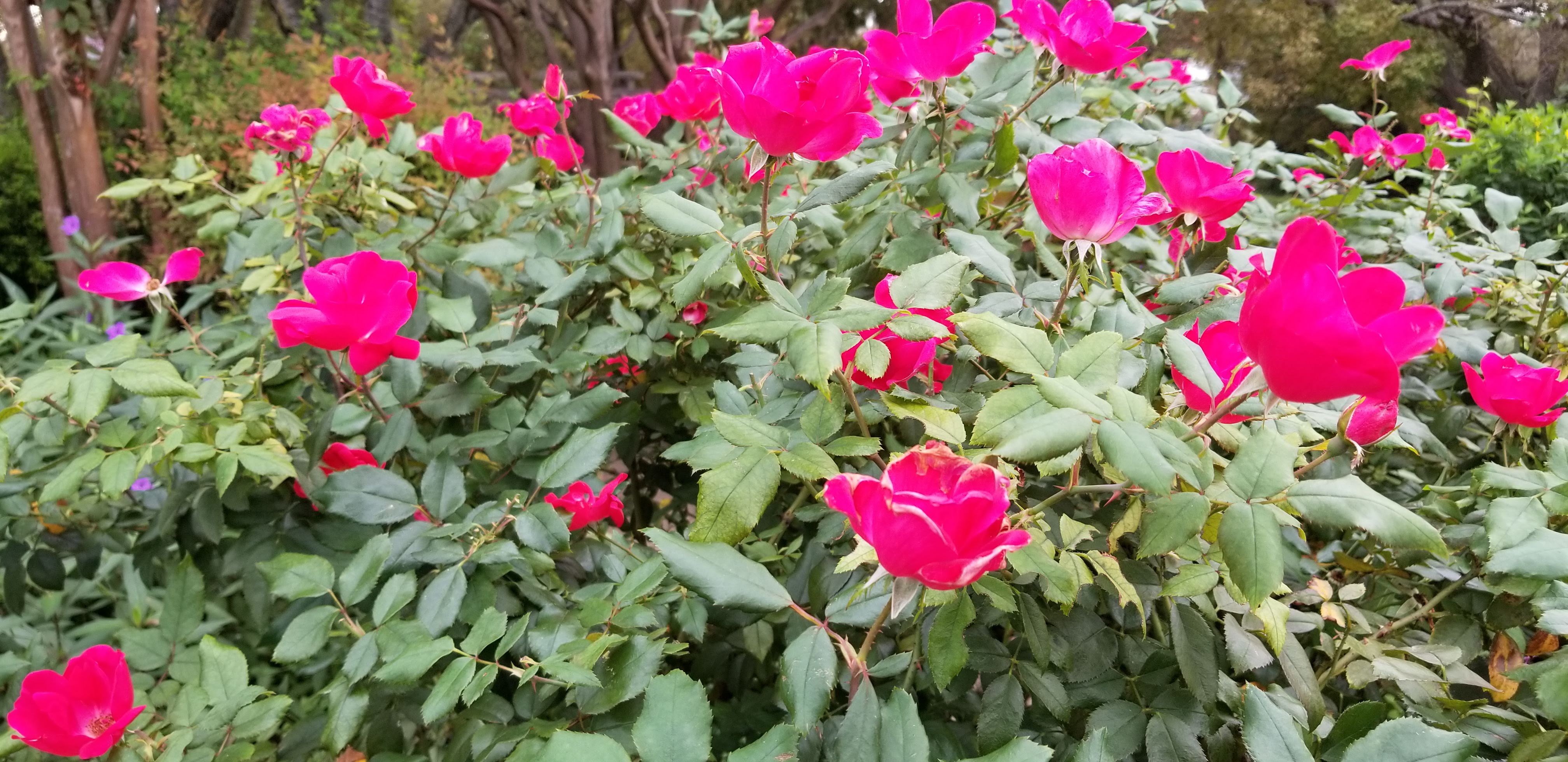 Committees – Keep Blanco Beautiful